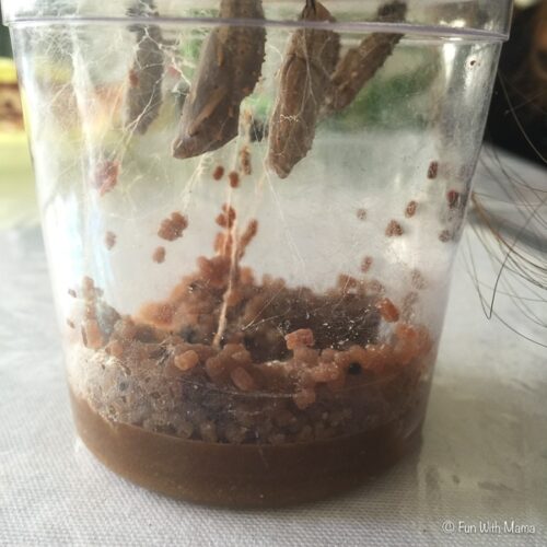 Caterpillar Butterfly Life Cycle Activity
