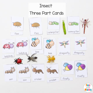 Montessori Insect 3 Part Cards - Fun with Mama