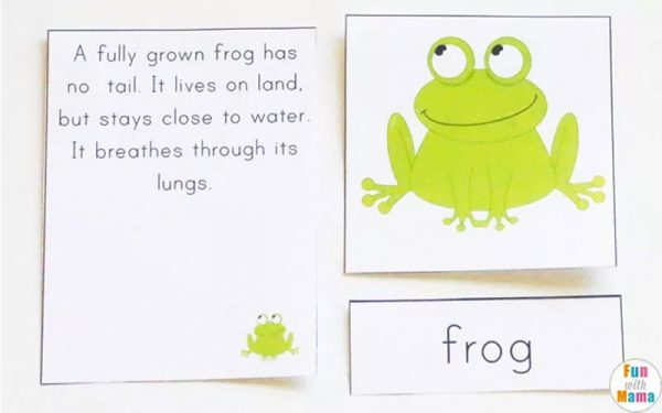 Life Cycle Of A Frog For Kids - Fun with Mama
