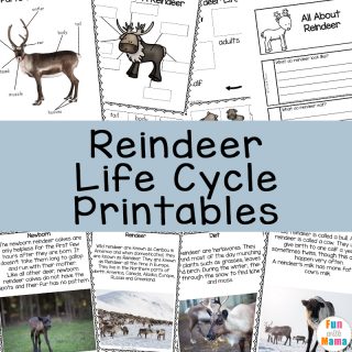 Caribou Animal Facts + Reindeer Life Cycle - Fun with Mama