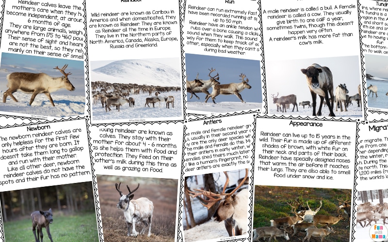 Caribou Animal Facts + Reindeer Life Cycle - Fun with Mama