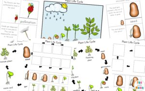 Plant Life Cycle Learning Pack - Fun with Mama