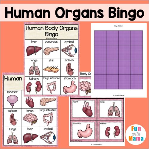 Human Organ Bingo For Kids - Fun with Mama