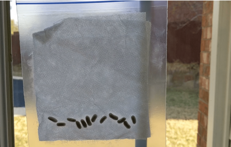 How To Grow Beans In A Bag - Bean in a Bag Science Experiment for Kids ...