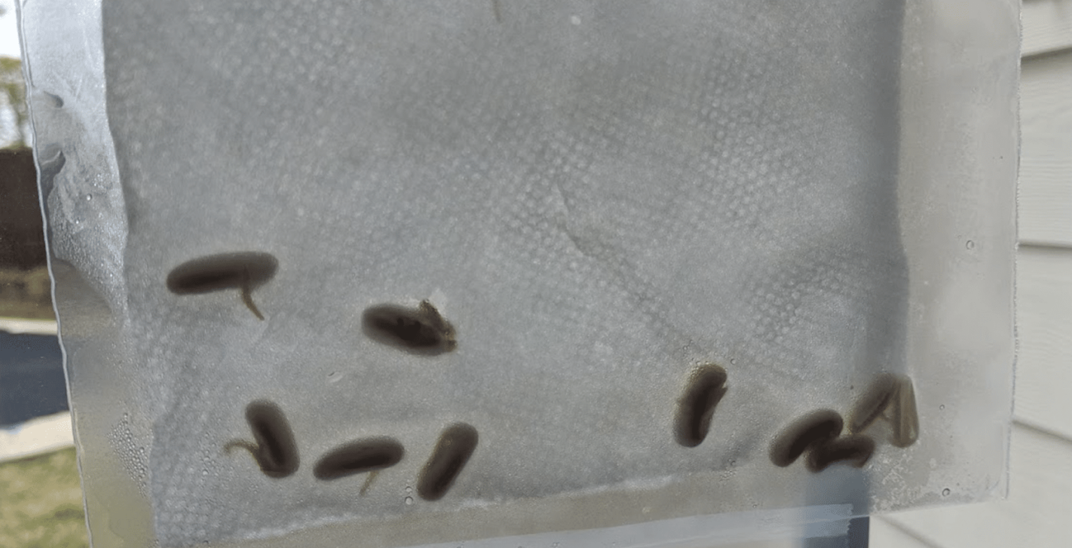 How To Grow Beans In A Bag - Bean in a Bag Science Experiment for Kids ...