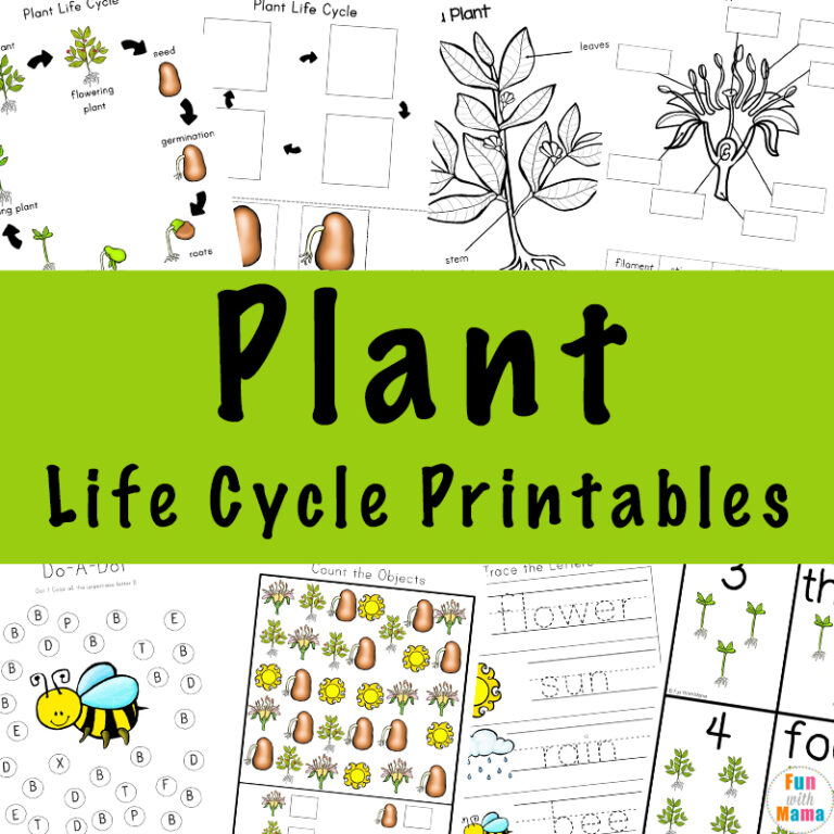 Plant Life Cycle Learning Pack - Fun with Mama
